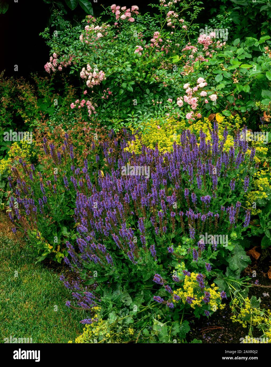 Valley of the roses hi-res stock photography and images - Alamy