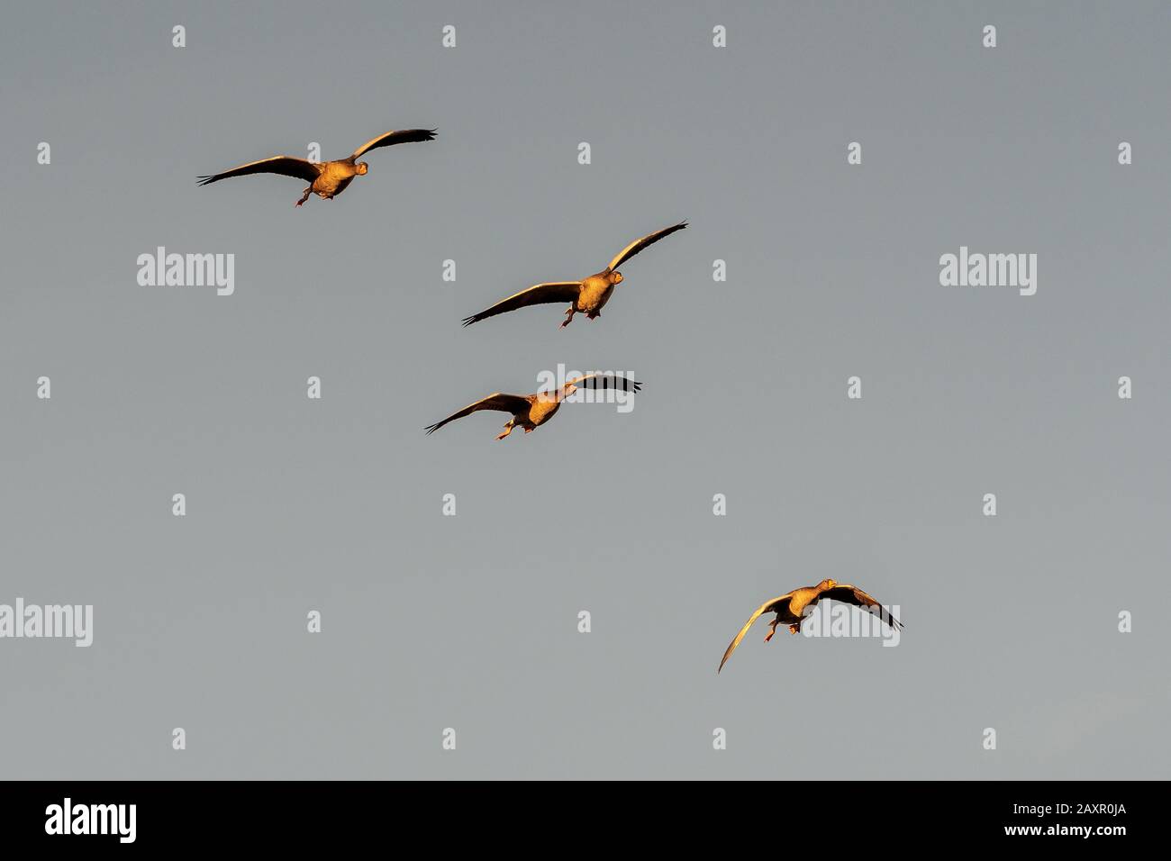 A group of gray geese in the warm evening light during flying exercises ...