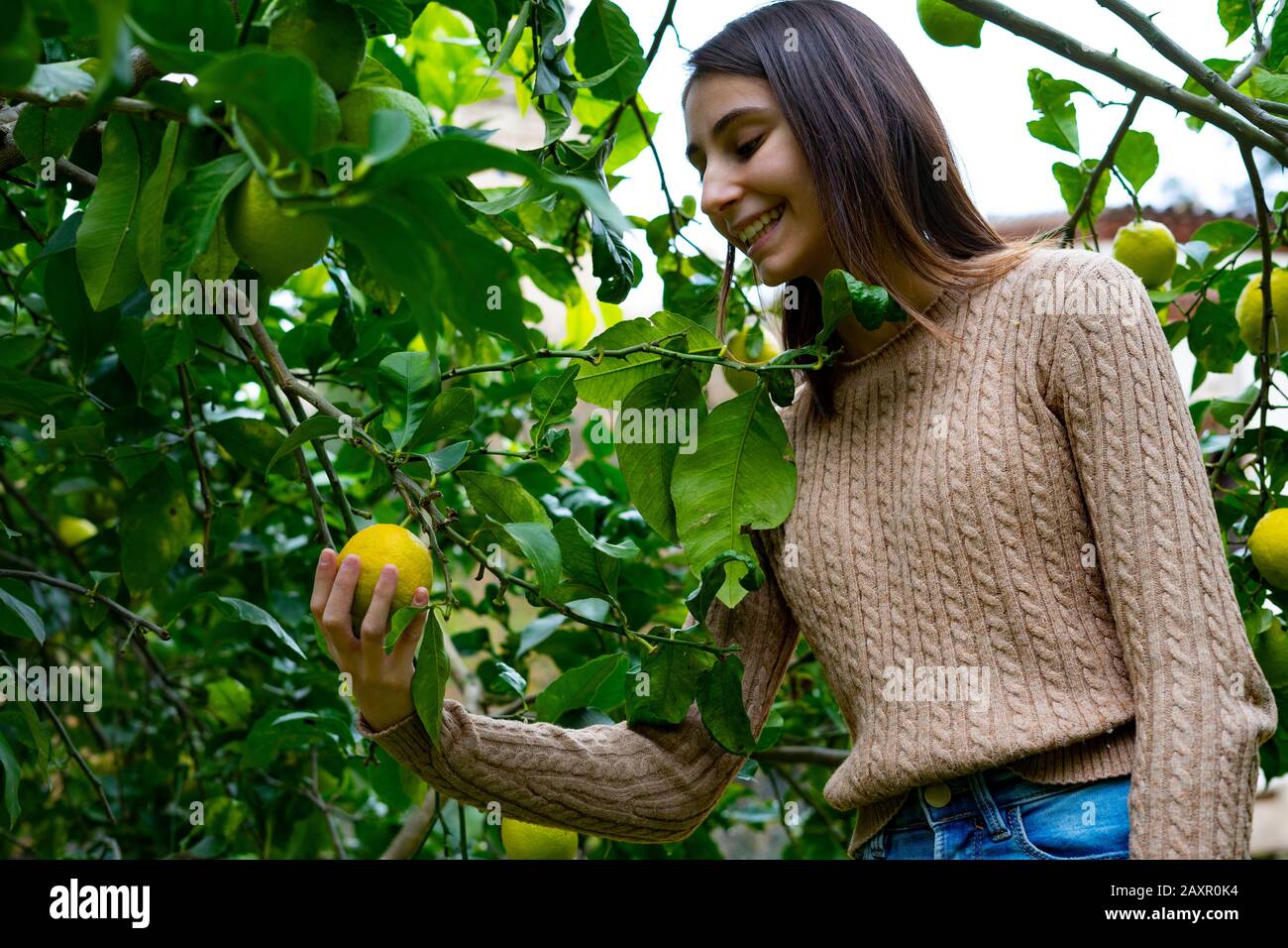 Picking Up A Lemon High Resolution Stock Photography and Images - Alamy