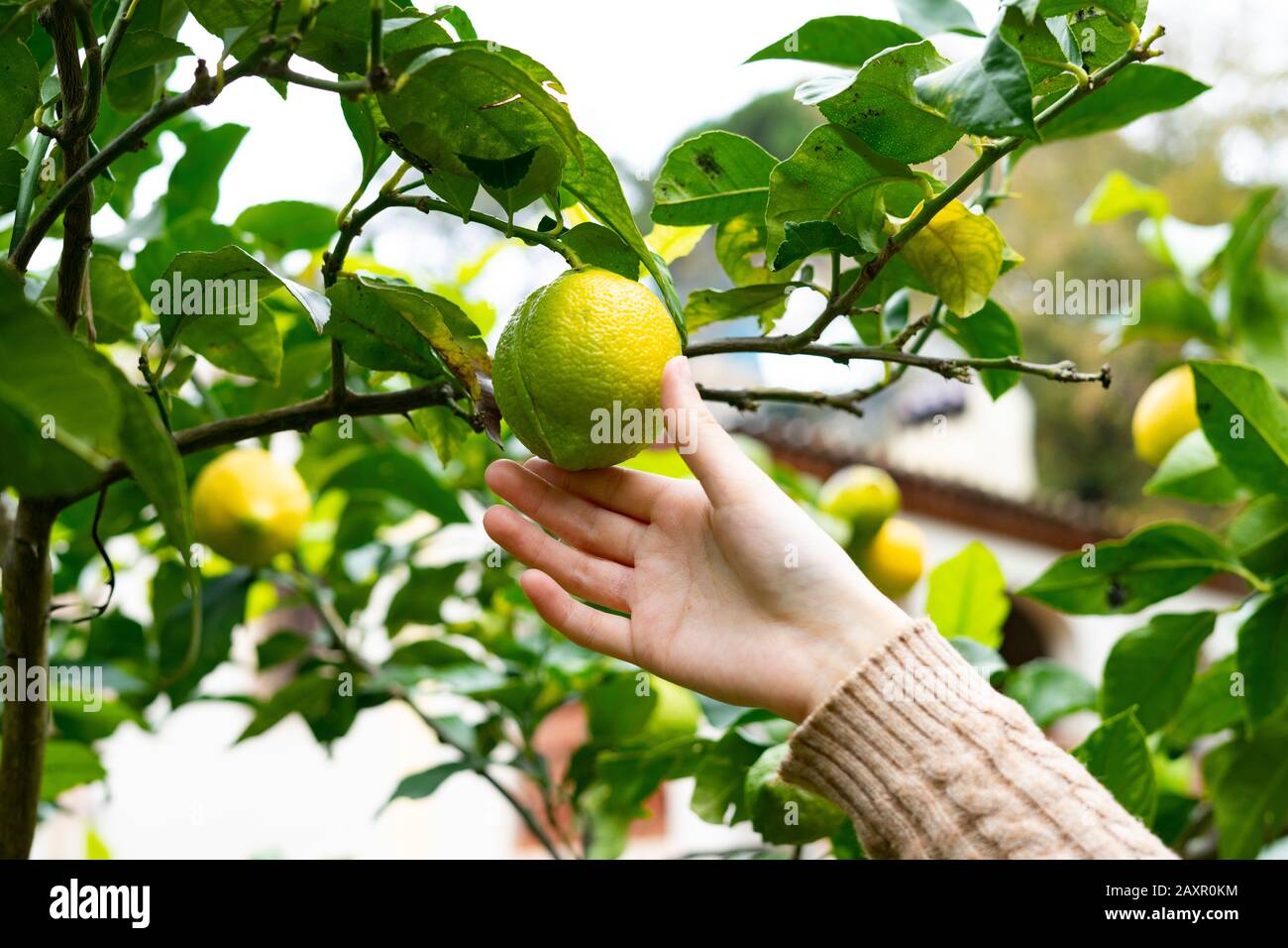 Picking lemon tree hi-res stock photography and images - Alamy