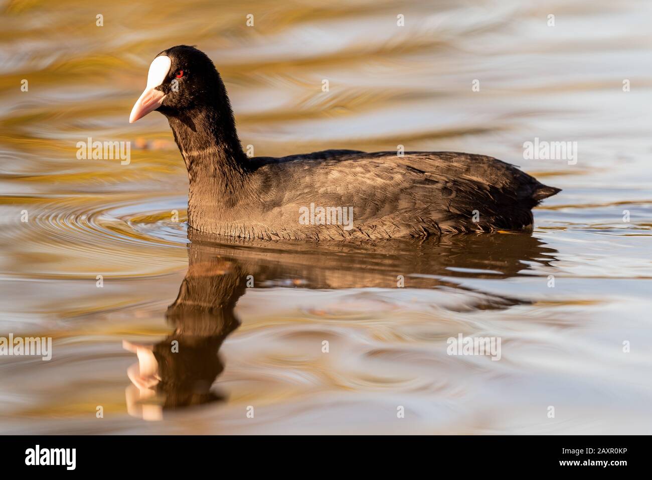 A coot in the portrait Stock Photo - Alamy