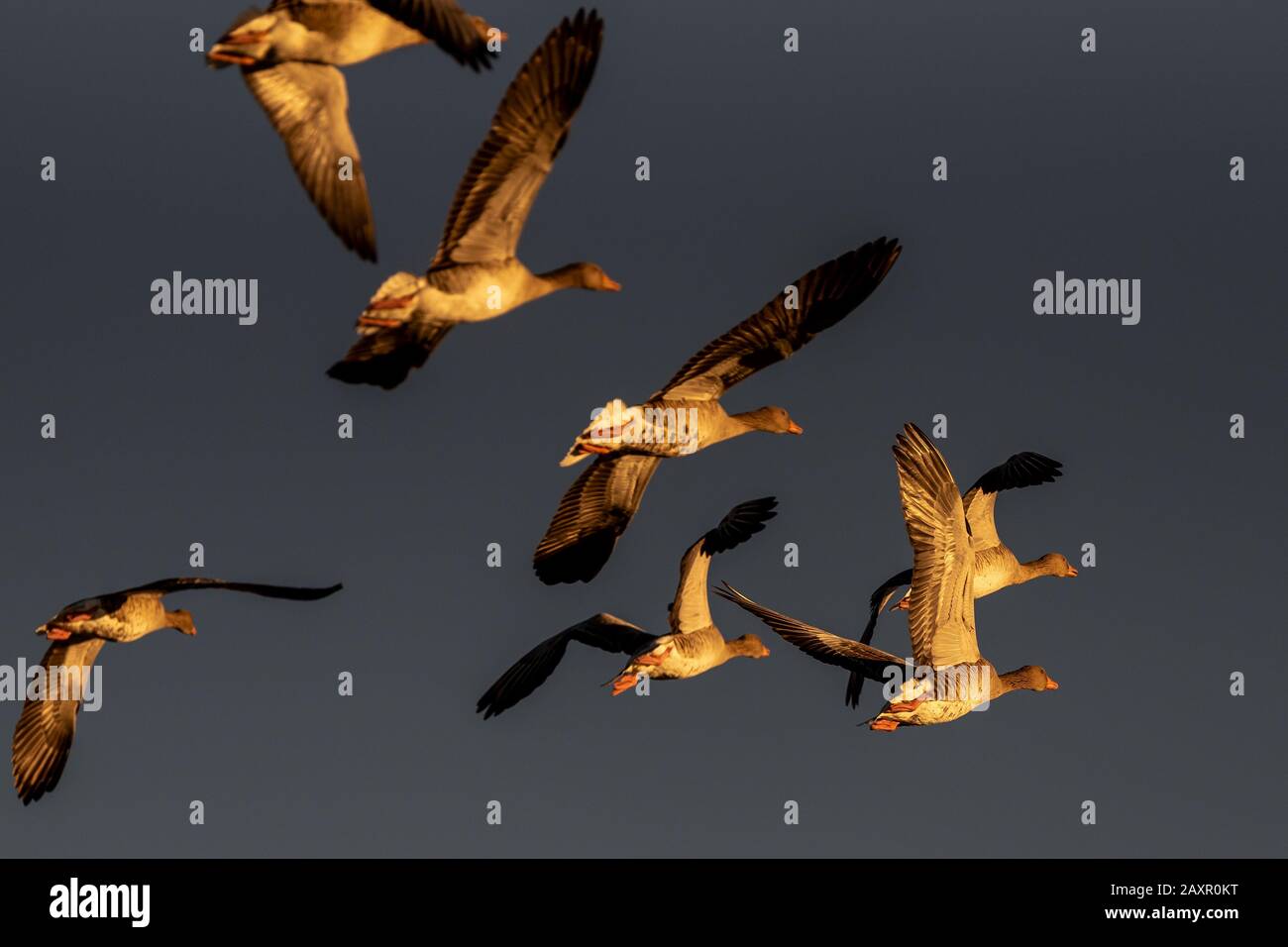 Flying exercises hi-res stock photography and images - Alamy