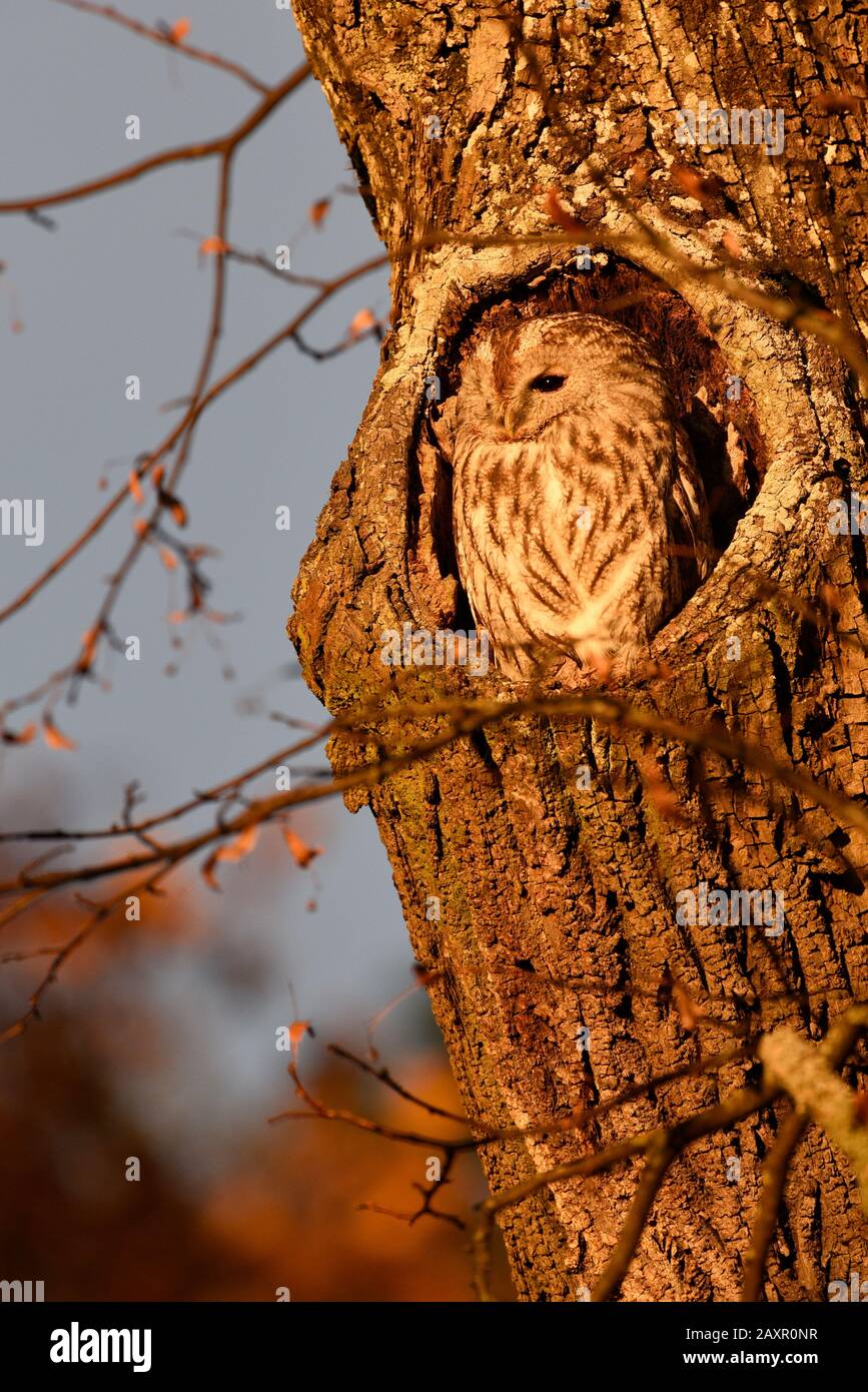 A tawny owl in front of his tree cave in the golden evening light Stock ...