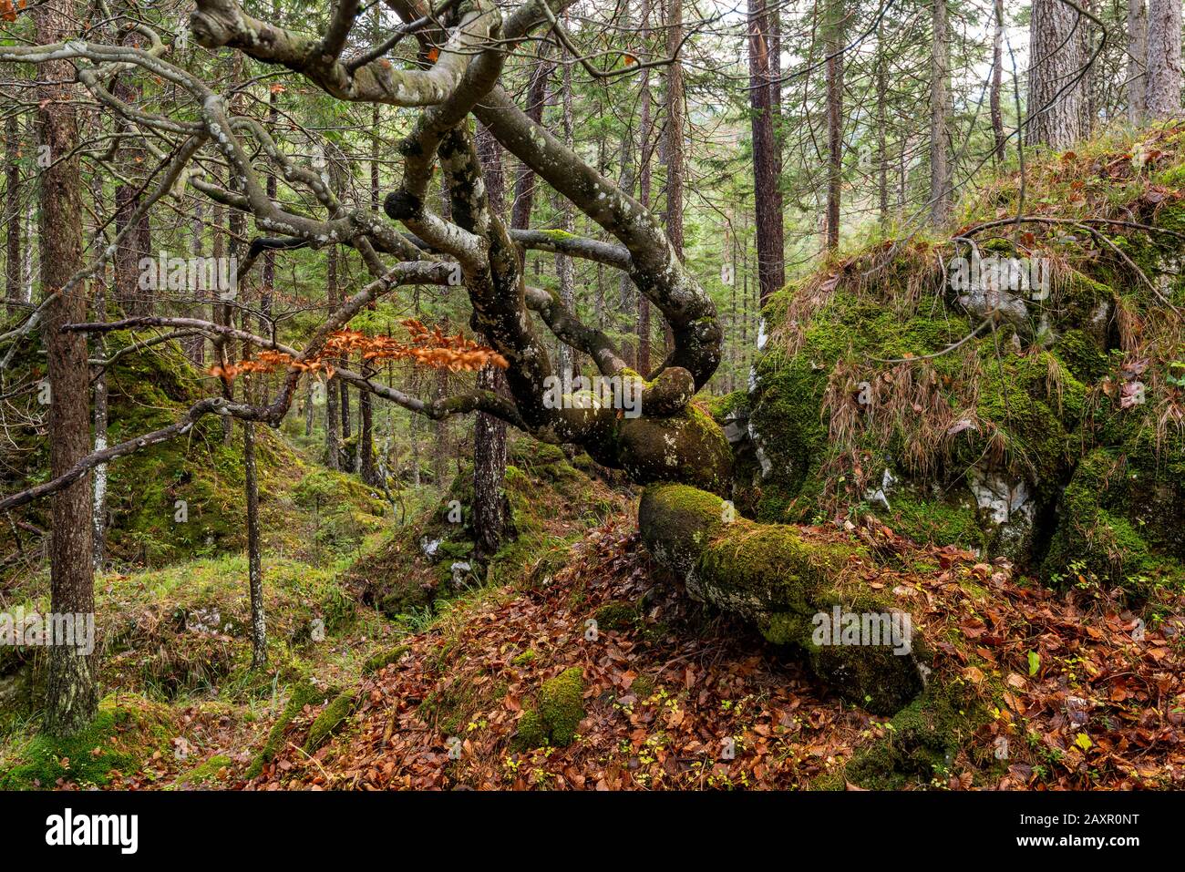 Decrepit tree hi-res stock photography and images - Alamy