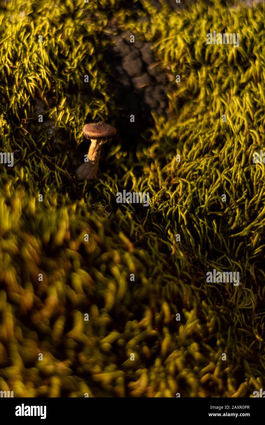 Small creatures in nature hi-res stock photography and images - Alamy