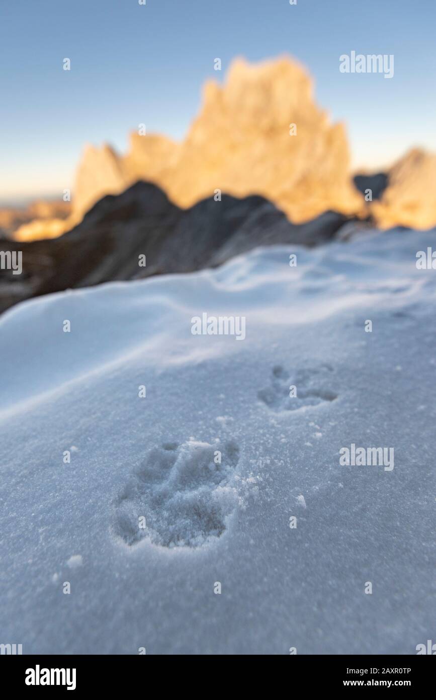 Snow chicken tracks in the Karwendel mountains, in the background the ...