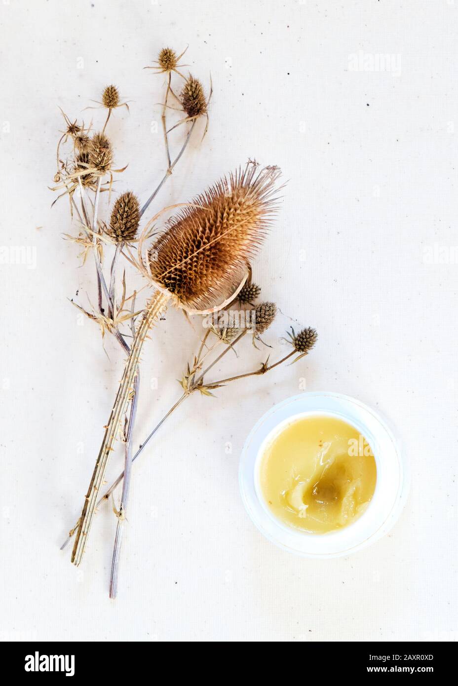 Natural organic salve (balm, cream) on white background with thistle ...