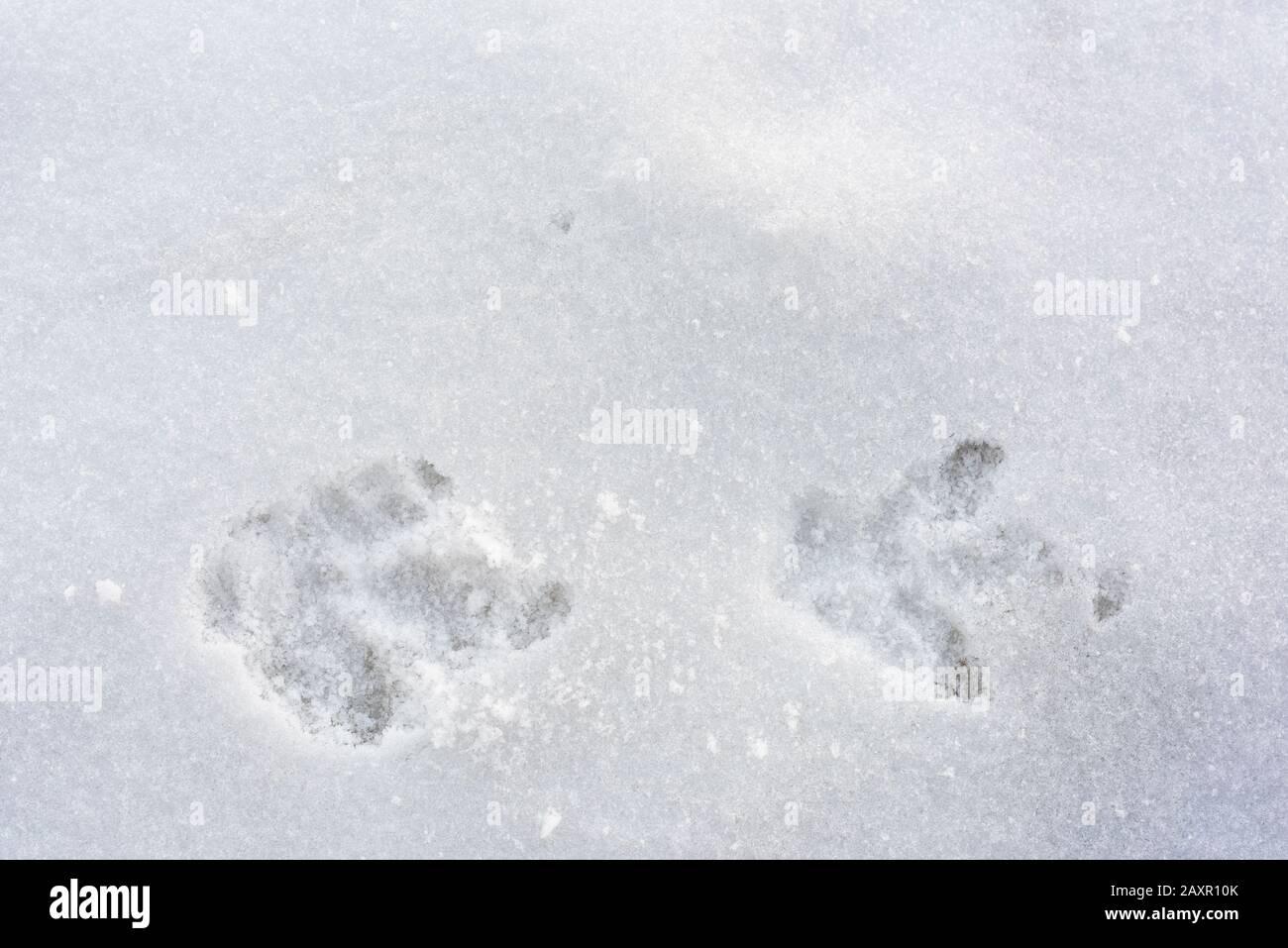 Chicken tracks hi-res stock photography and images - Alamy