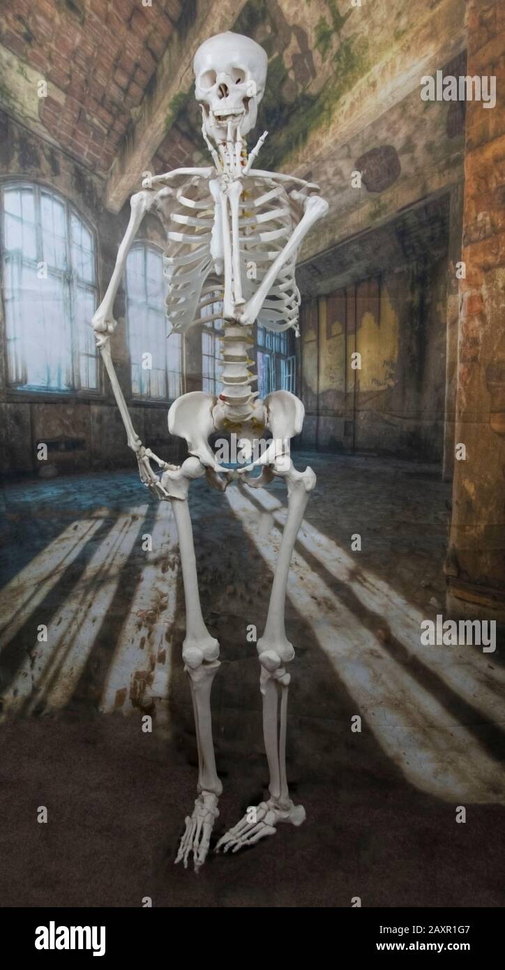 Medicine anatomy sitting skeleton in hi-res stock photography and ...