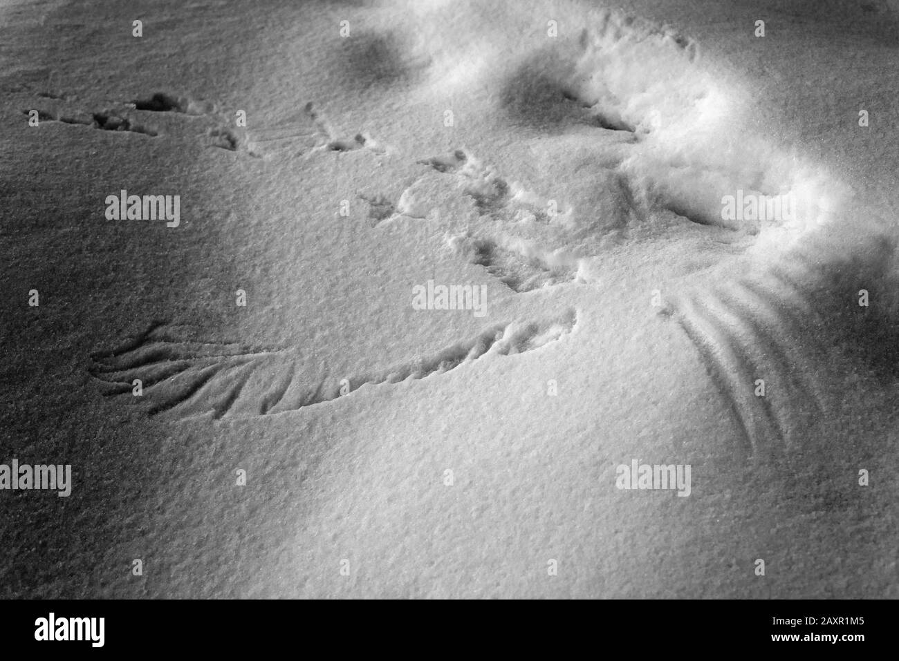 Birds imprint in the snow Black and White Stock Photos & Images - Alamy