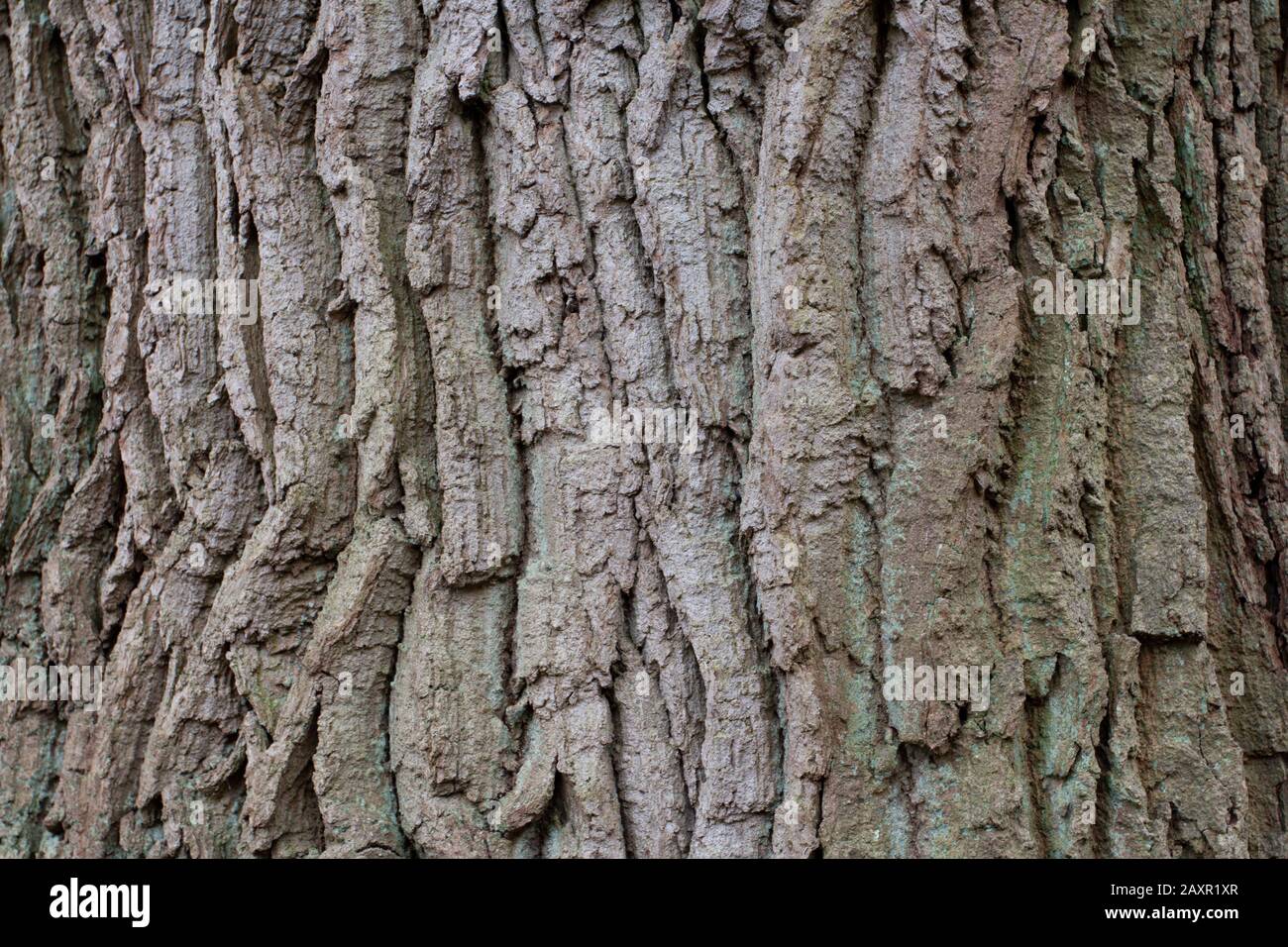 Dry Tree Bark background 07/07/20175 Worcester, England UK, Bark is the ...