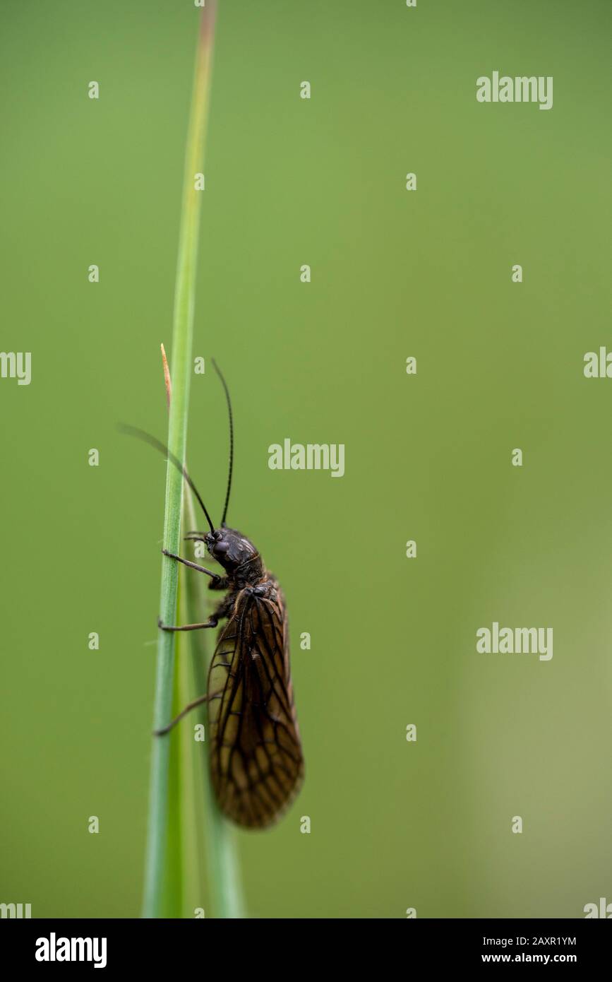 alderfly (Sialidae) on blade of grass Stock Photo - Alamy