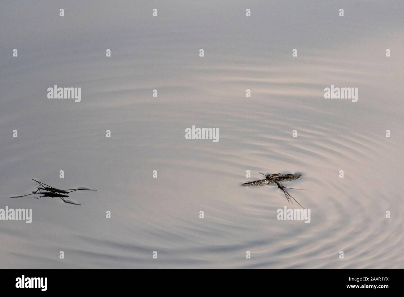 Mayfly on water hi-res stock photography and images - Alamy