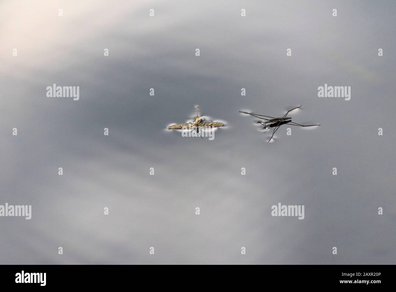 Mayfly with oviposition on water surface Stock Photo - Alamy