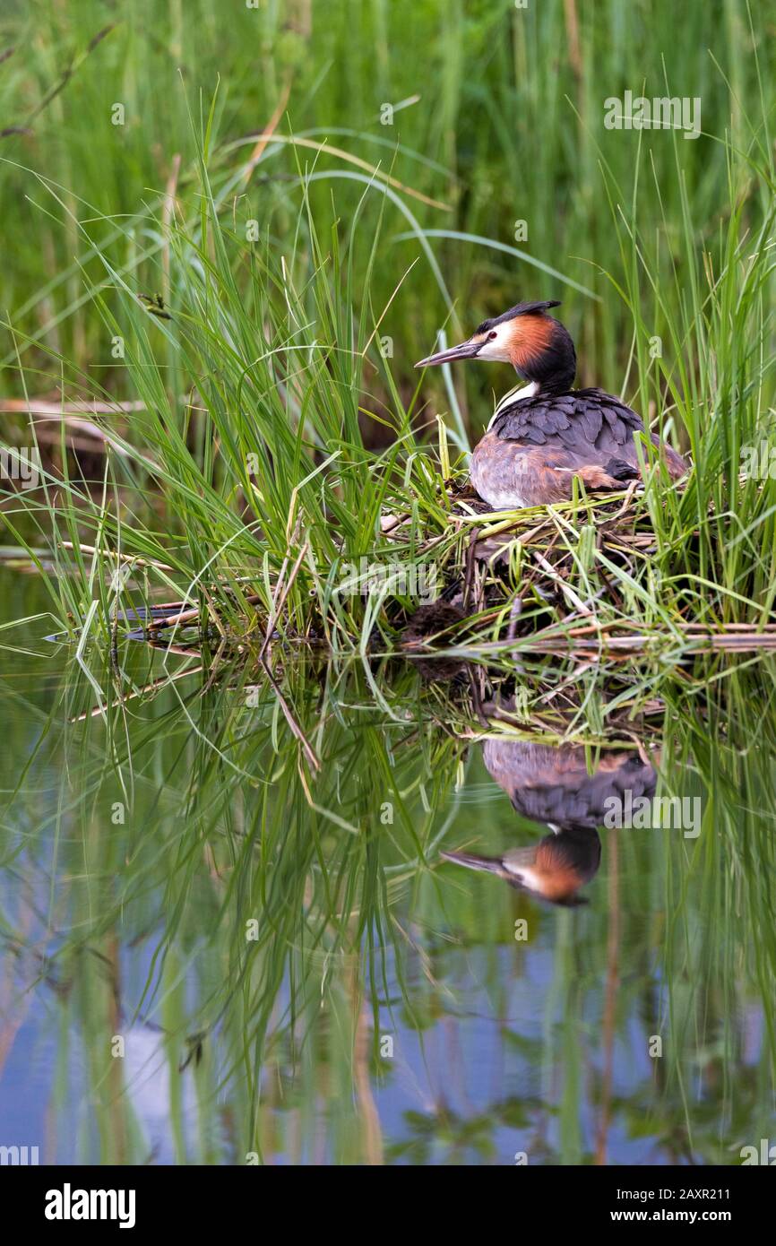 Great Crested Grebe (Podiceps cristatus) on its nest Stock Photo - Alamy