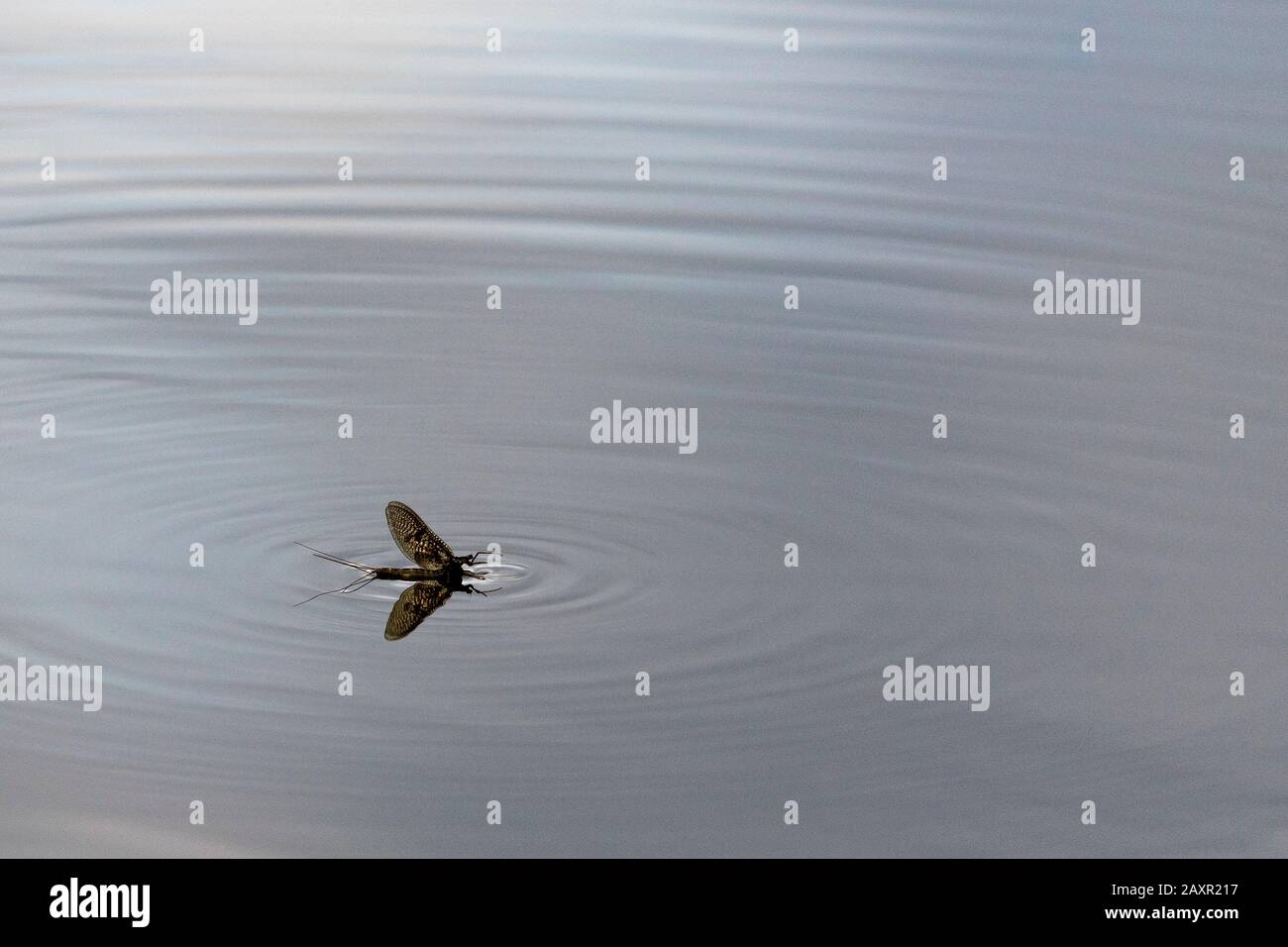 Mayfly on water hi-res stock photography and images - Alamy