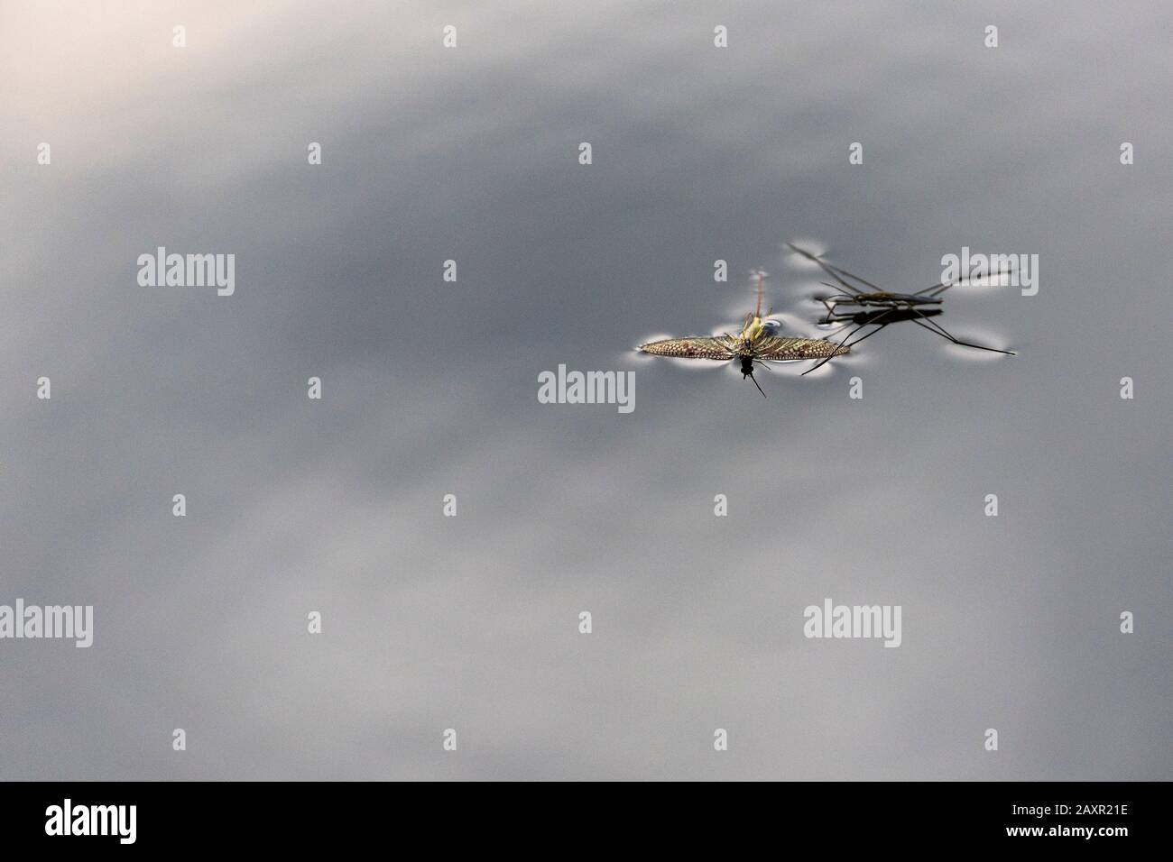 Mayfly on water hi-res stock photography and images - Alamy