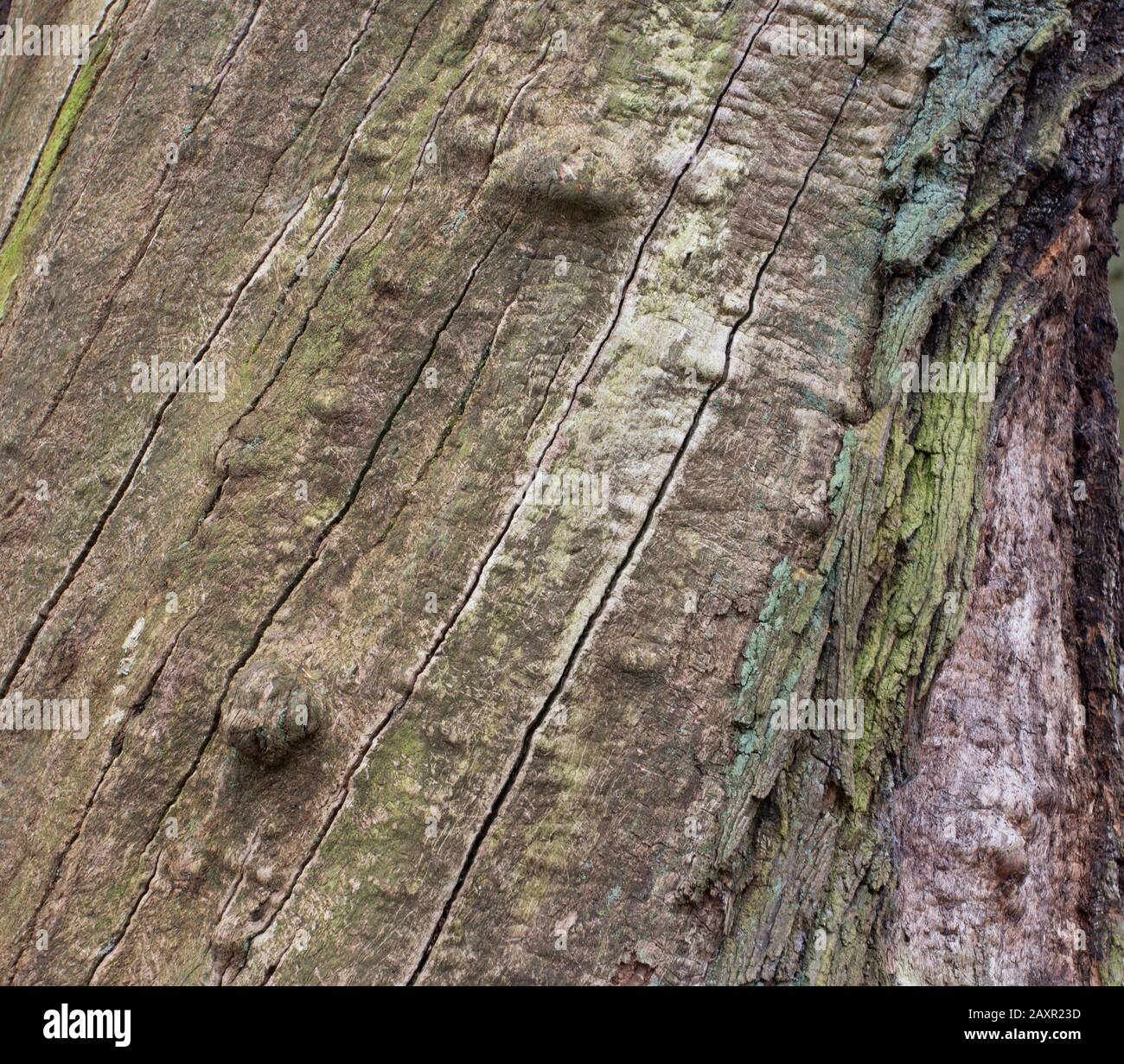 Cedar tree roots hi-res stock photography and images - Alamy