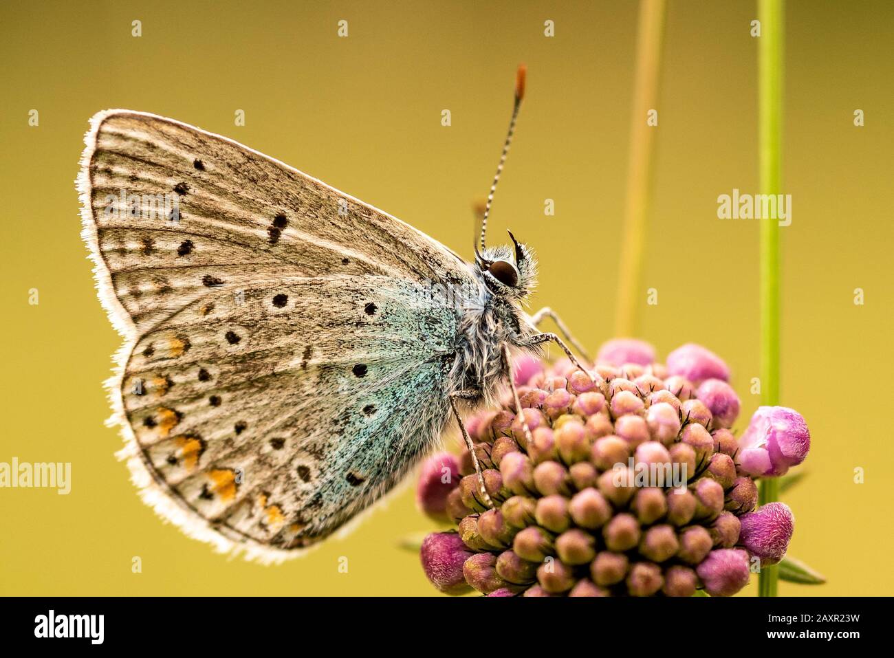 gossamer-winged butterfly (Lycaenidae) sitting on a flower Stock Photo ...
