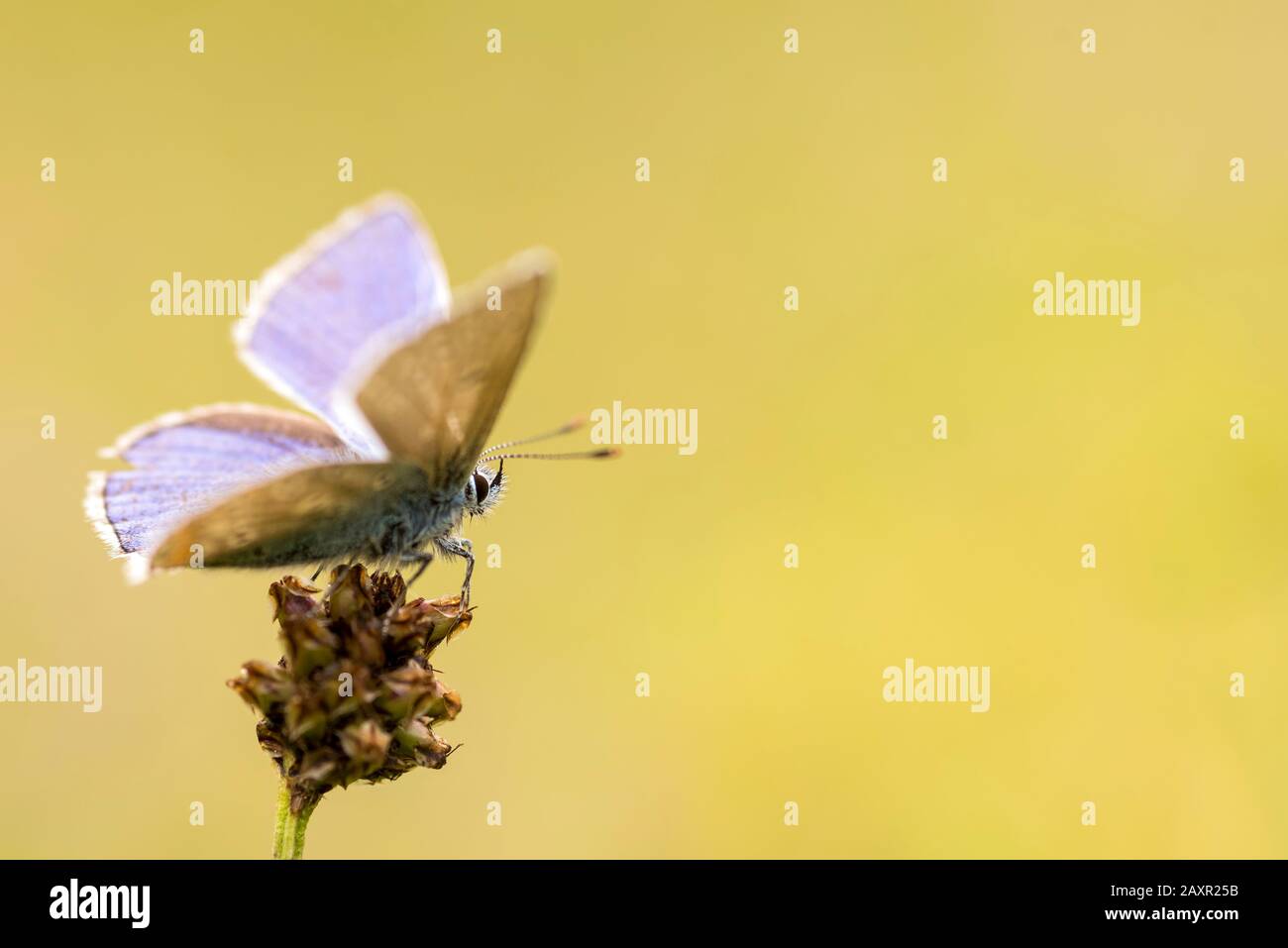 gossamer-winged butterfly (Lycaenidae) sitting on a flower Stock Photo ...
