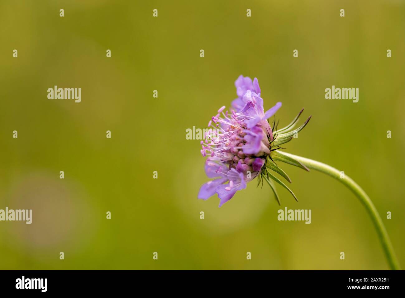 Field Widow Flower (Knautia arvensis Stock Photo - Alamy