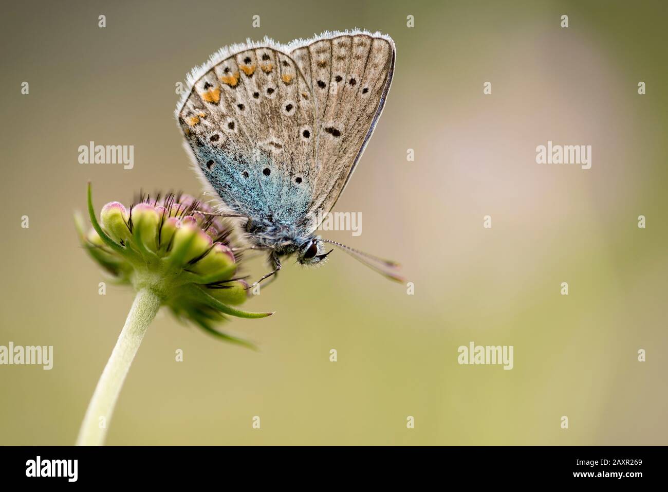Gossamer winged butterfly hi-res stock photography and images - Alamy
