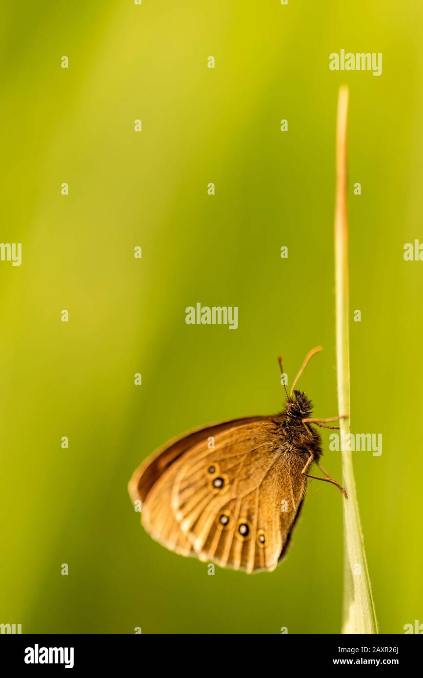 Brown forest bird butterfly, also called chimney sweeper (Aphantopus ...