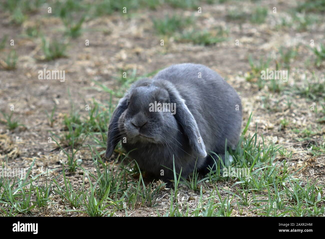 Mini Lop Bunny High Resolution Stock Photography and Images - Alamy