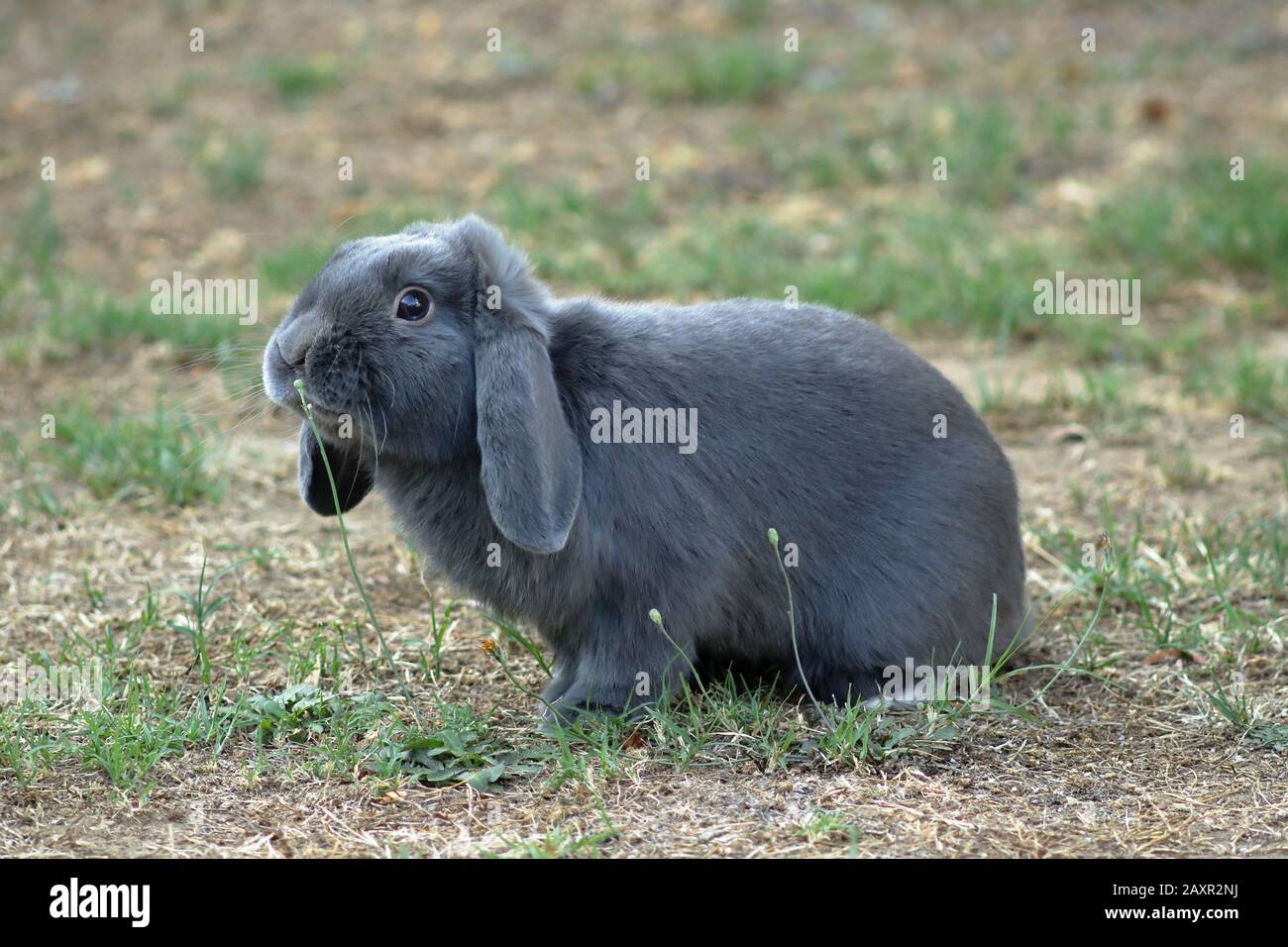 Mini Lop Bunny High Resolution Stock Photography and Images - Alamy