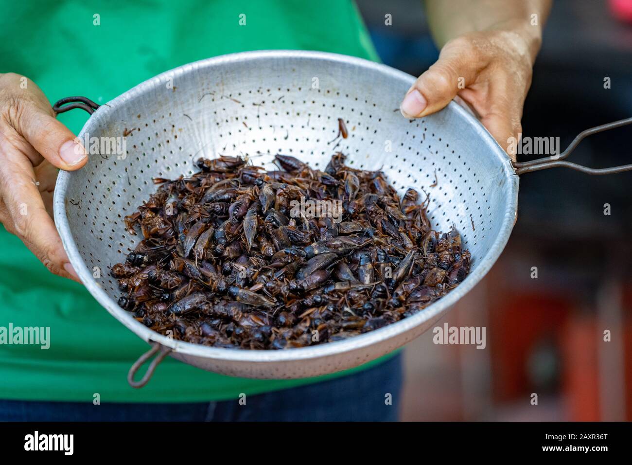 Southeast Asia, Thailand fried crickets are cooked by oil in the pan ...