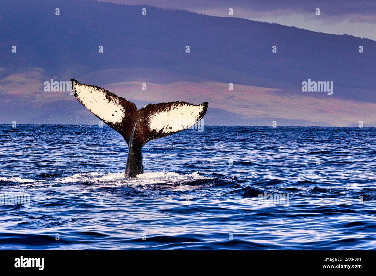 Tail of the whale hi-res stock photography and images - Alamy