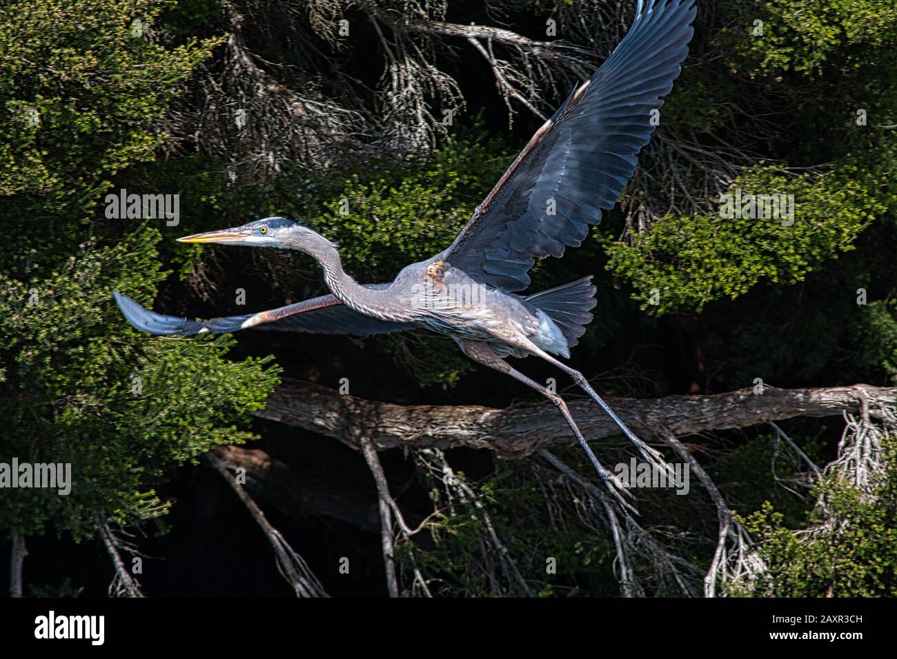 Perch in a tree hi-res stock photography and images - Alamy