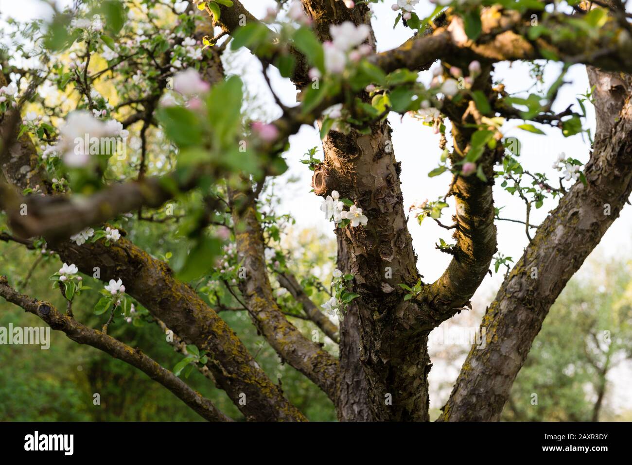 Spring, blossoming tree Stock Photo - Alamy