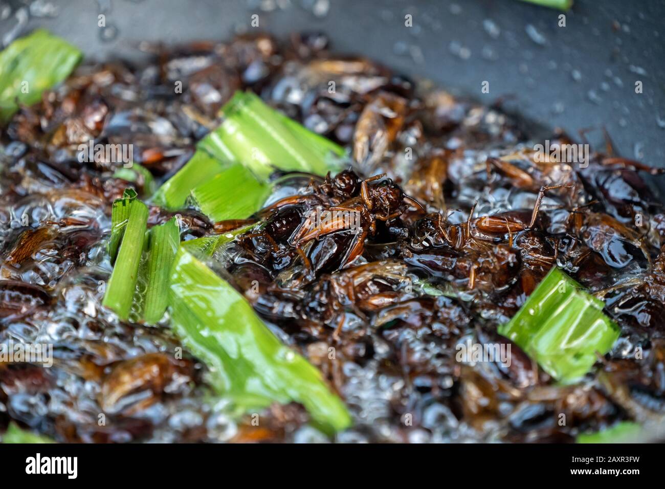 Southeast Asia, Thailand fried crickets are cooked by oil in the pan ...