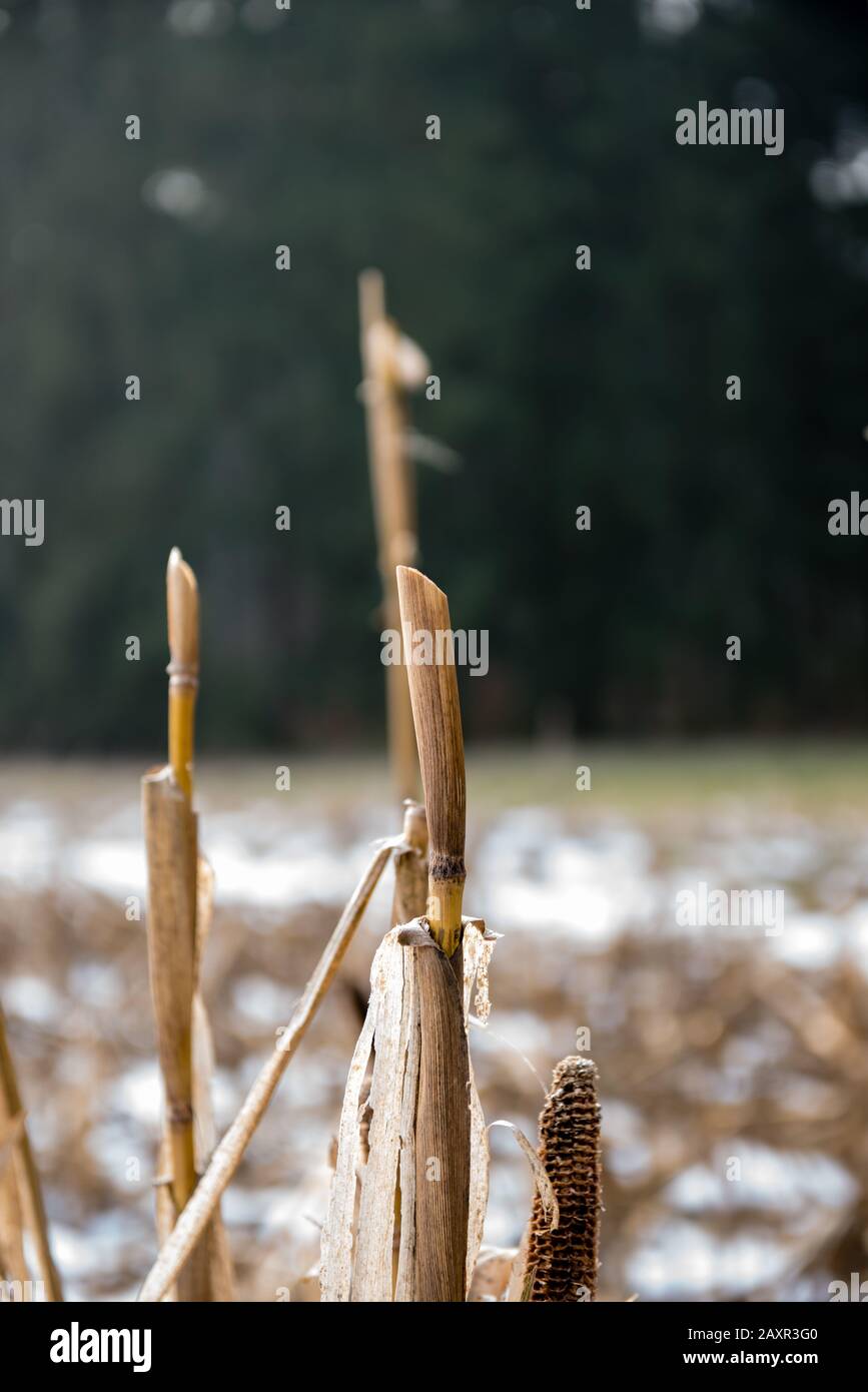 Maize in winter Stock Photo - Alamy
