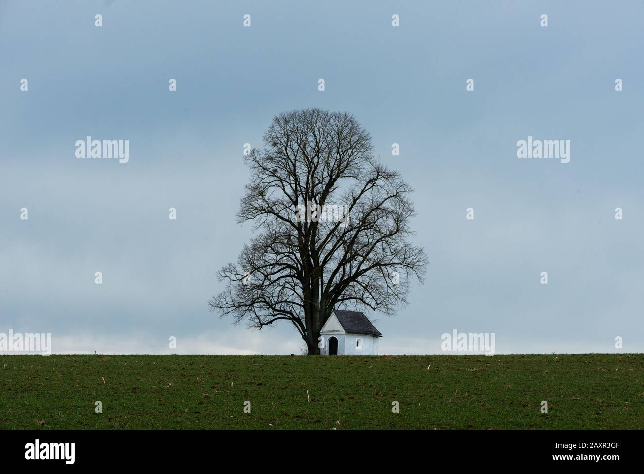 Tree in spring with chapel Stock Photo - Alamy