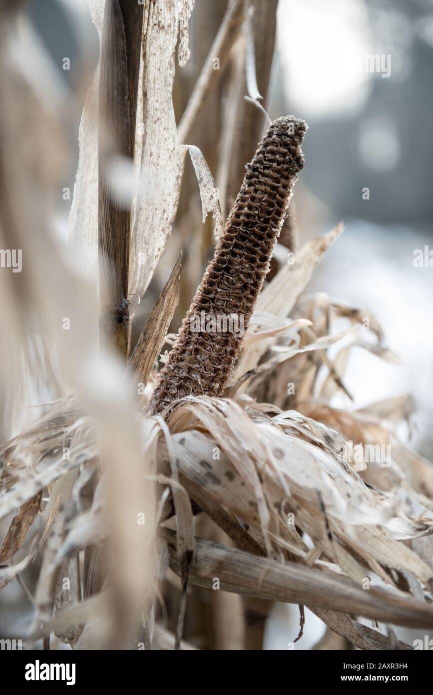 Maize in winter Stock Photo - Alamy