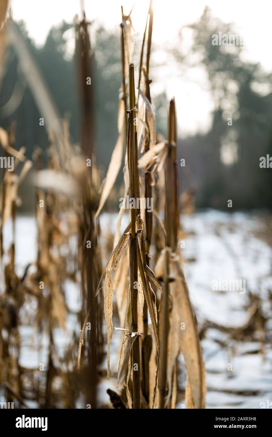 Maize in winter Stock Photo - Alamy