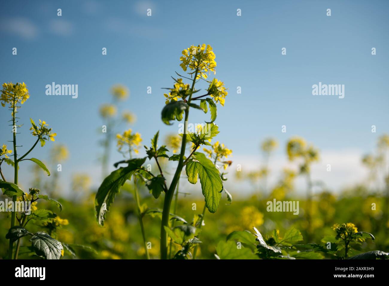 Charlock Field Mustard Corn Mustard High Resolution Stock Photography ...