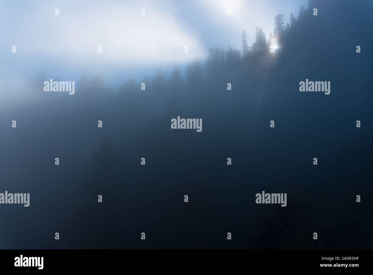Mountain wood, high fog Stock Photo - Alamy