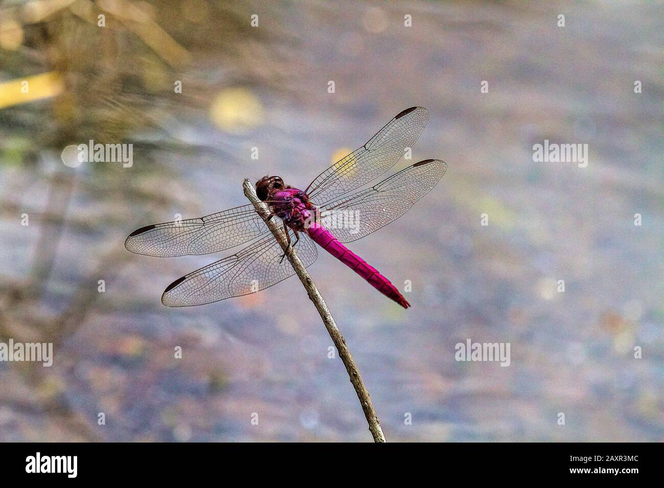 Full insect hi-res stock photography and images - Alamy