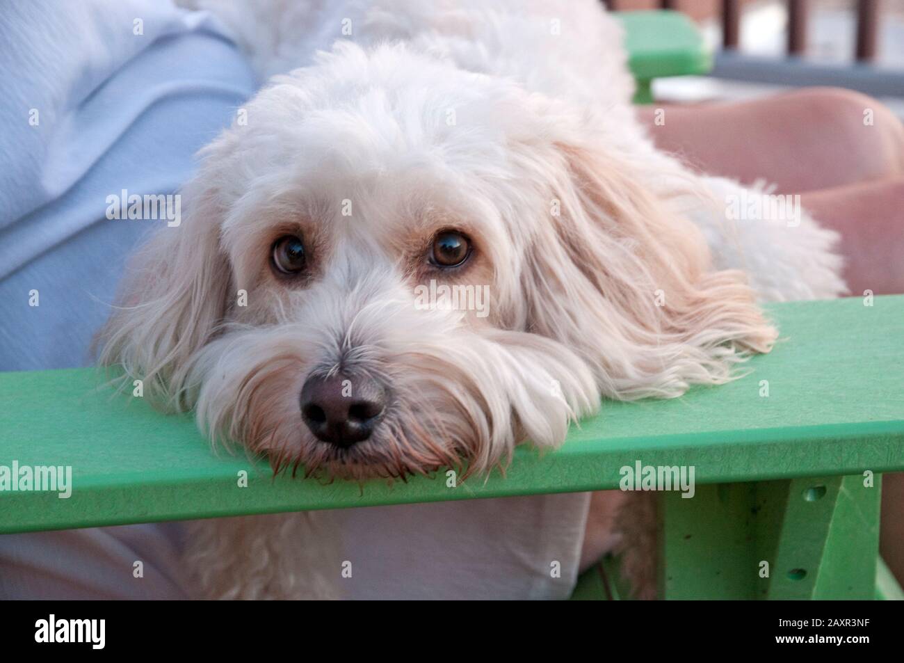 Dog staring at owners eyes hi-res stock photography and images - Alamy