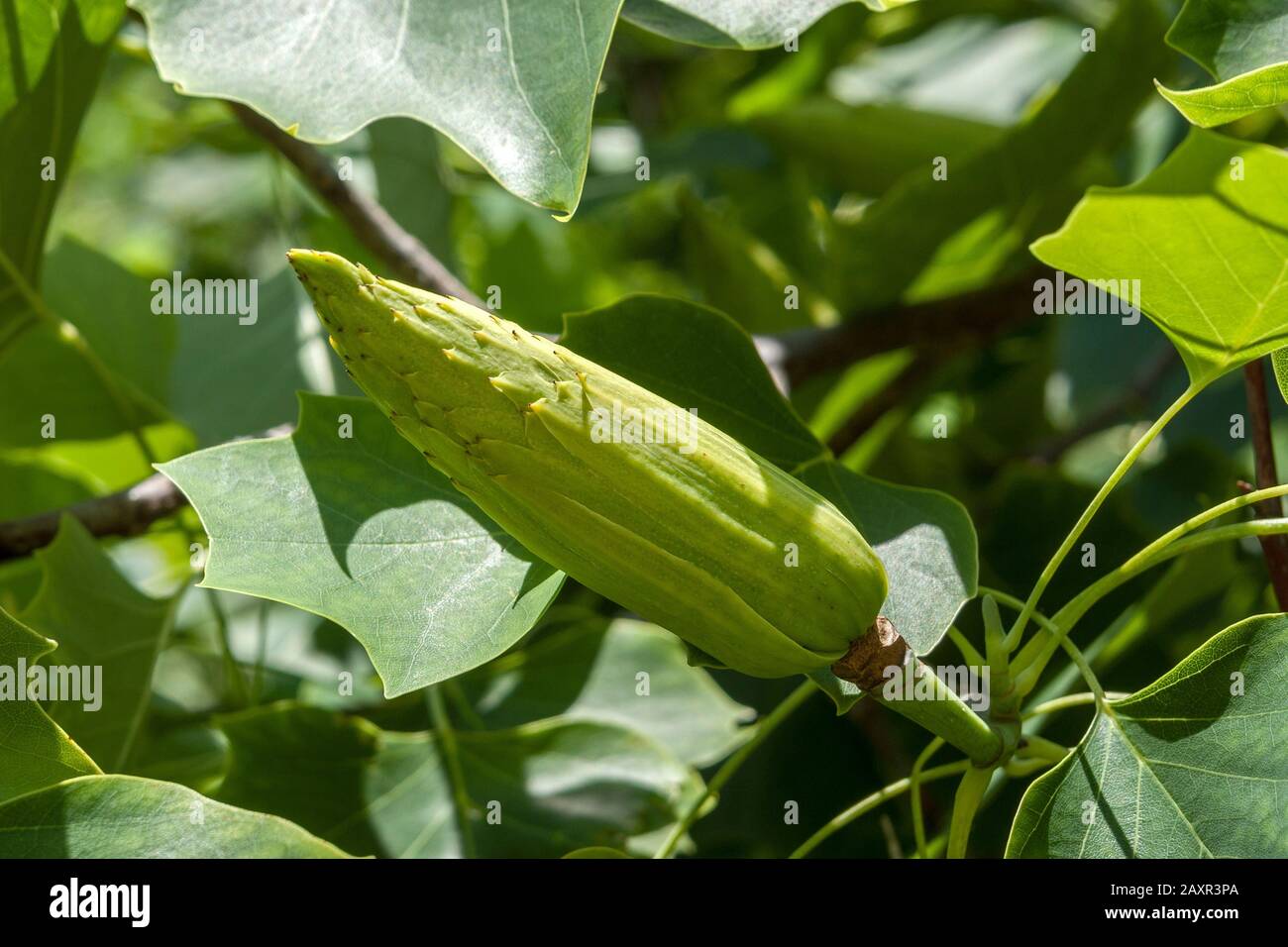Germany, Baden-Württemberg, tulip tree, flower bud, bud, closed flower ...