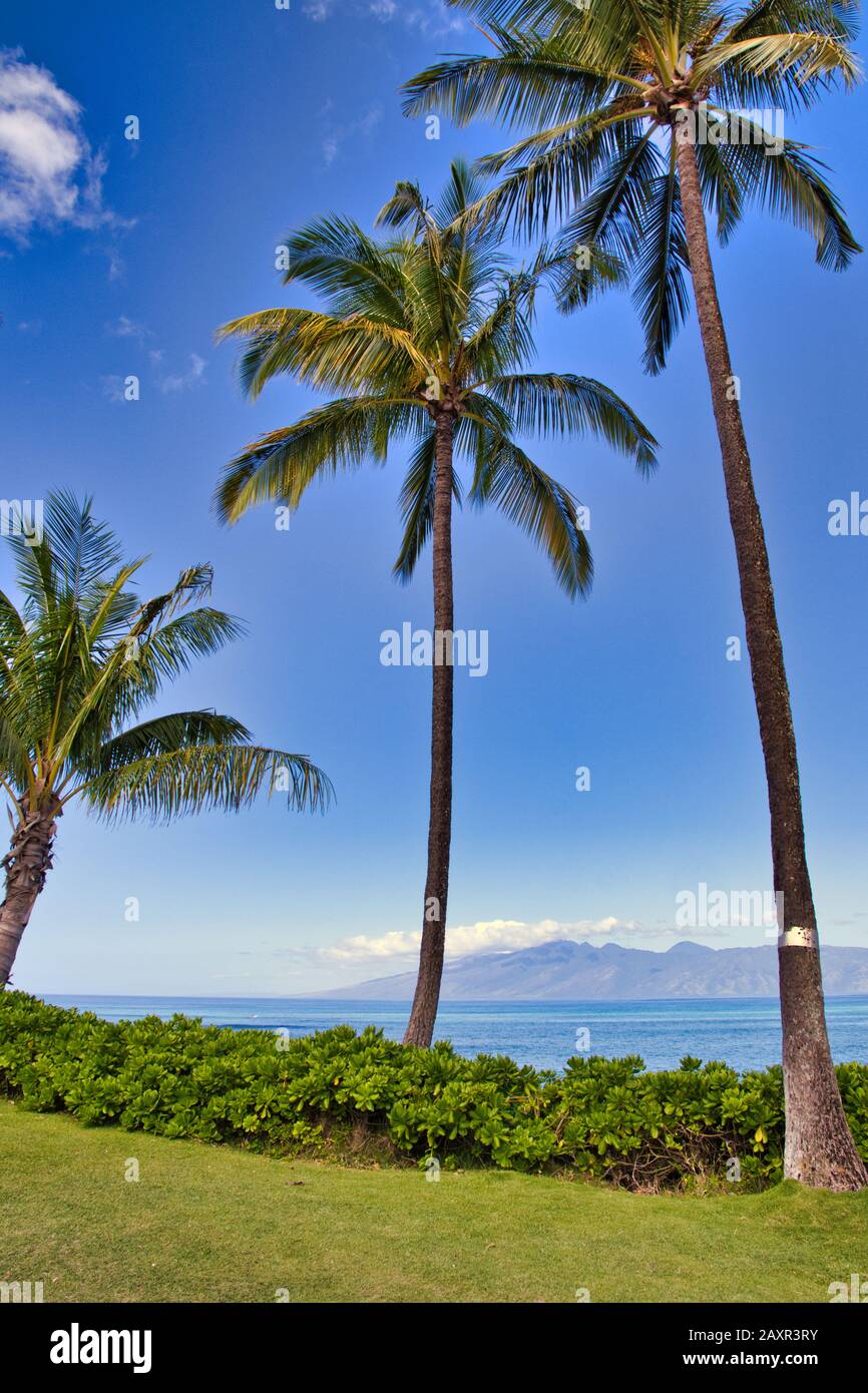 Palm tree view of Lanai from Kanaha on Maui Stock Photo - Alamy