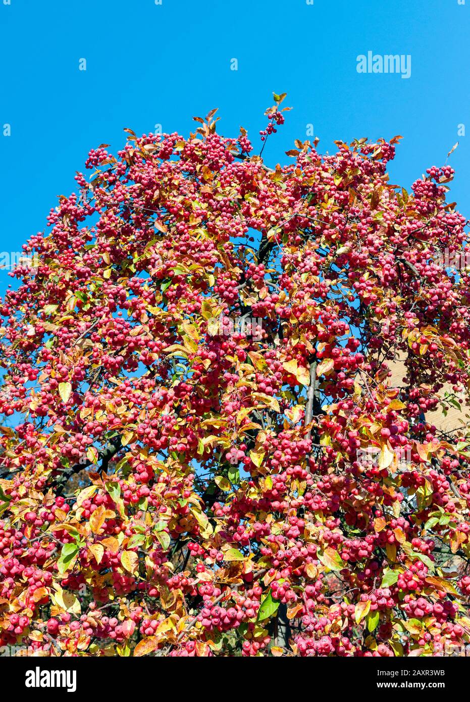 Ornamental apple tree hi-res stock photography and images - Alamy