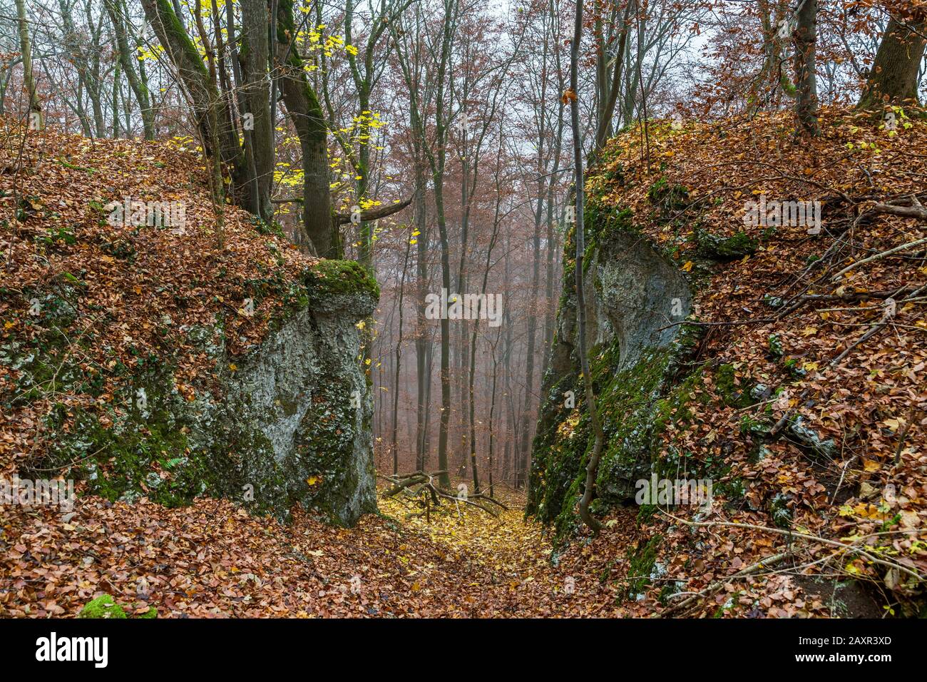 Germany, Baden-Wuerttemberg, Bad Urach, Hangwald on the Albtrauf at ...