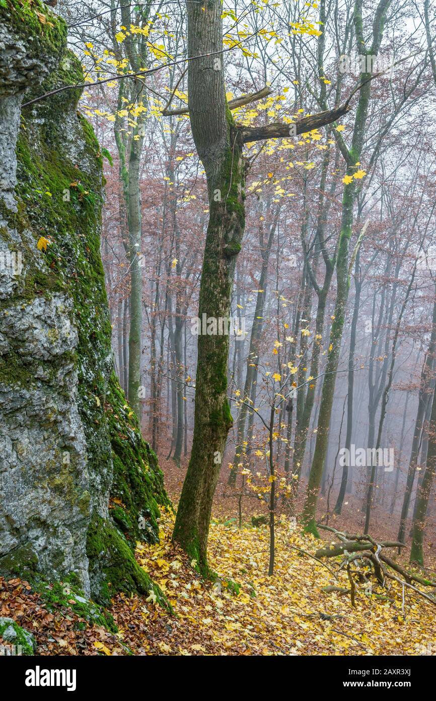 Hangwald hi-res stock photography and images - Alamy