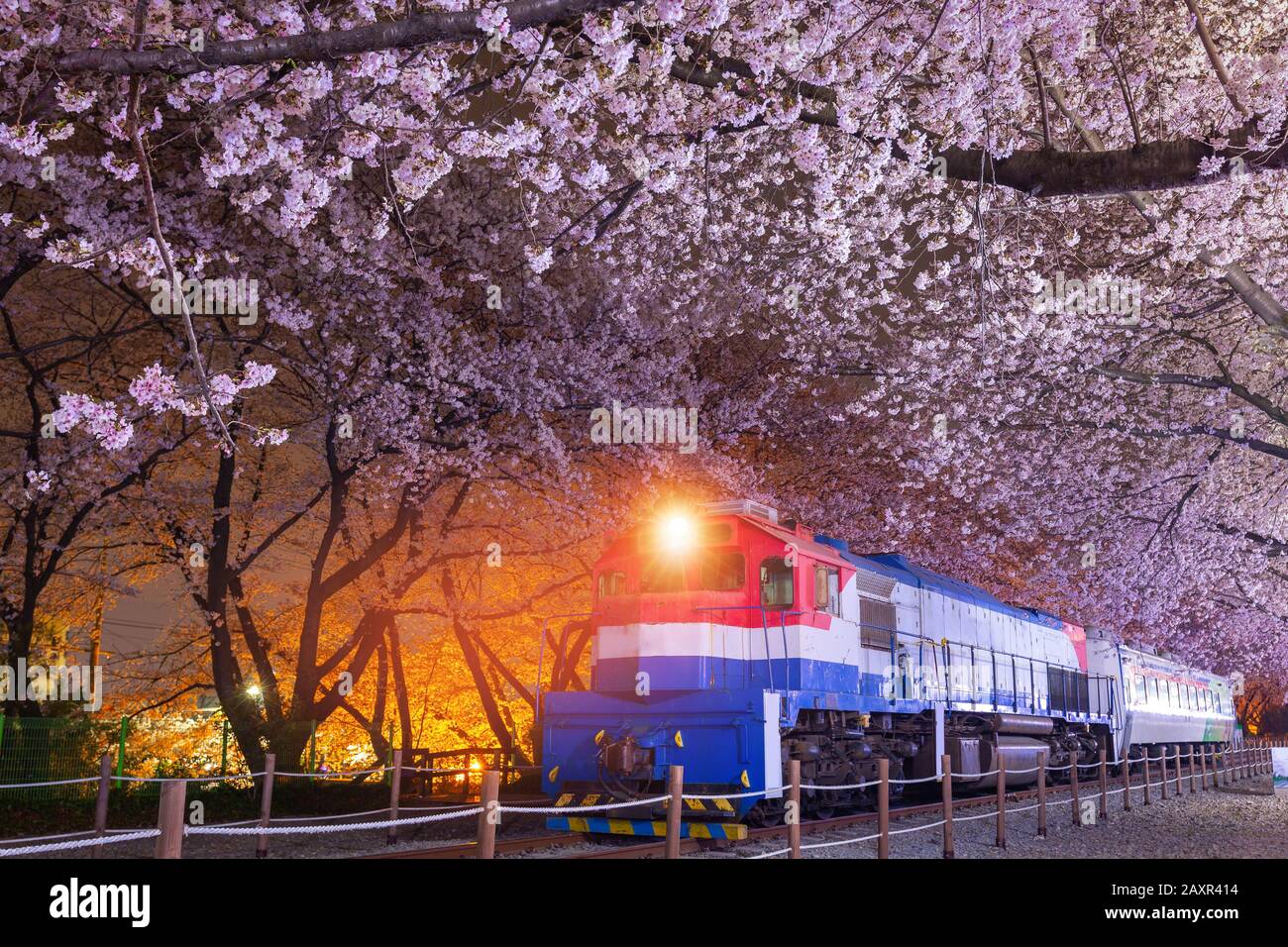 Cherry blossom in spring is the popular cherry blossom viewing spot ...