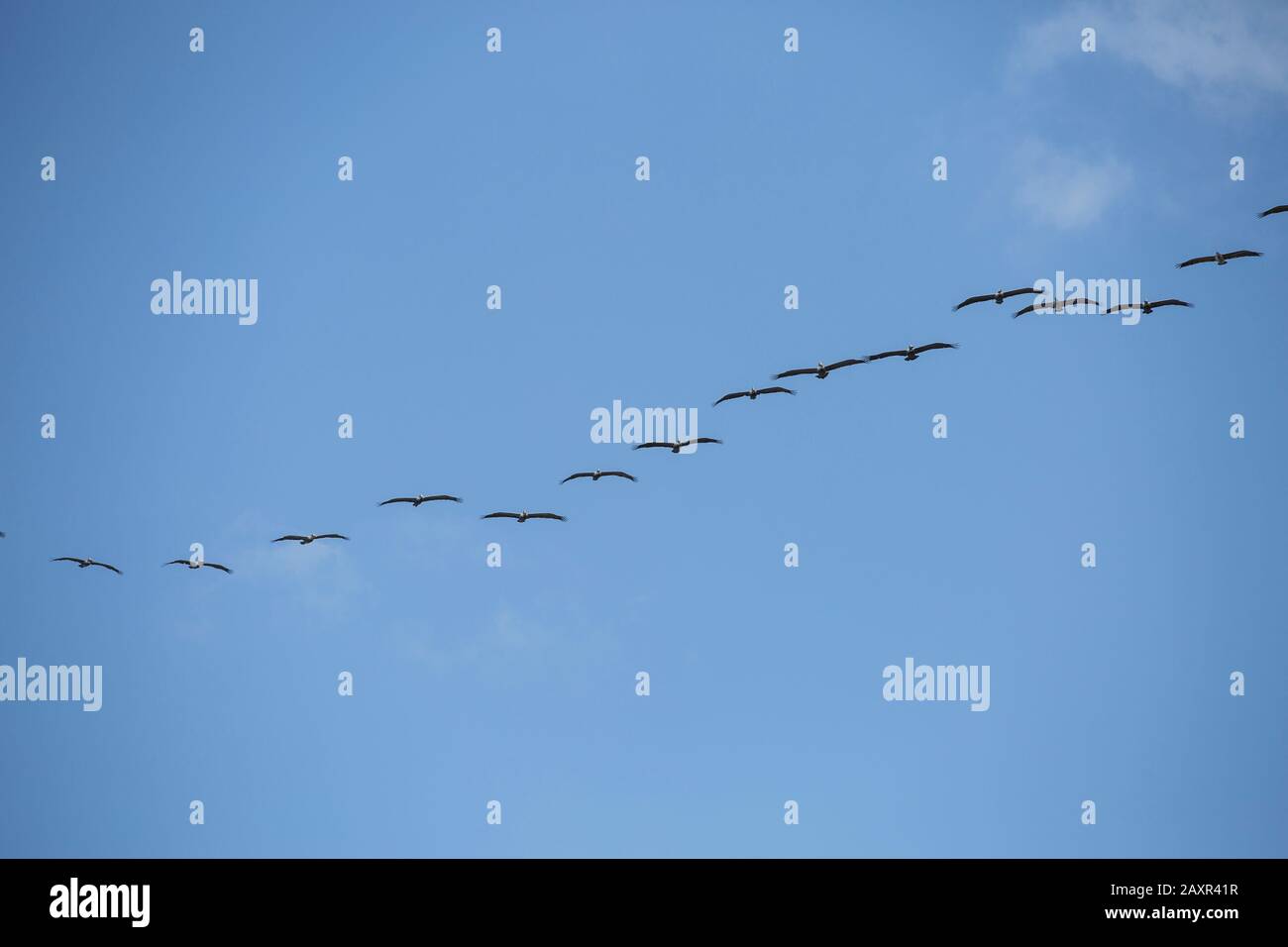 Birds fly overhead in hi-res stock photography and images - Alamy