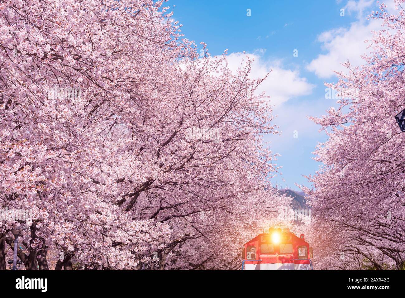 Cherry blossom in spring in Korea is the popular cherry blossom viewing ...